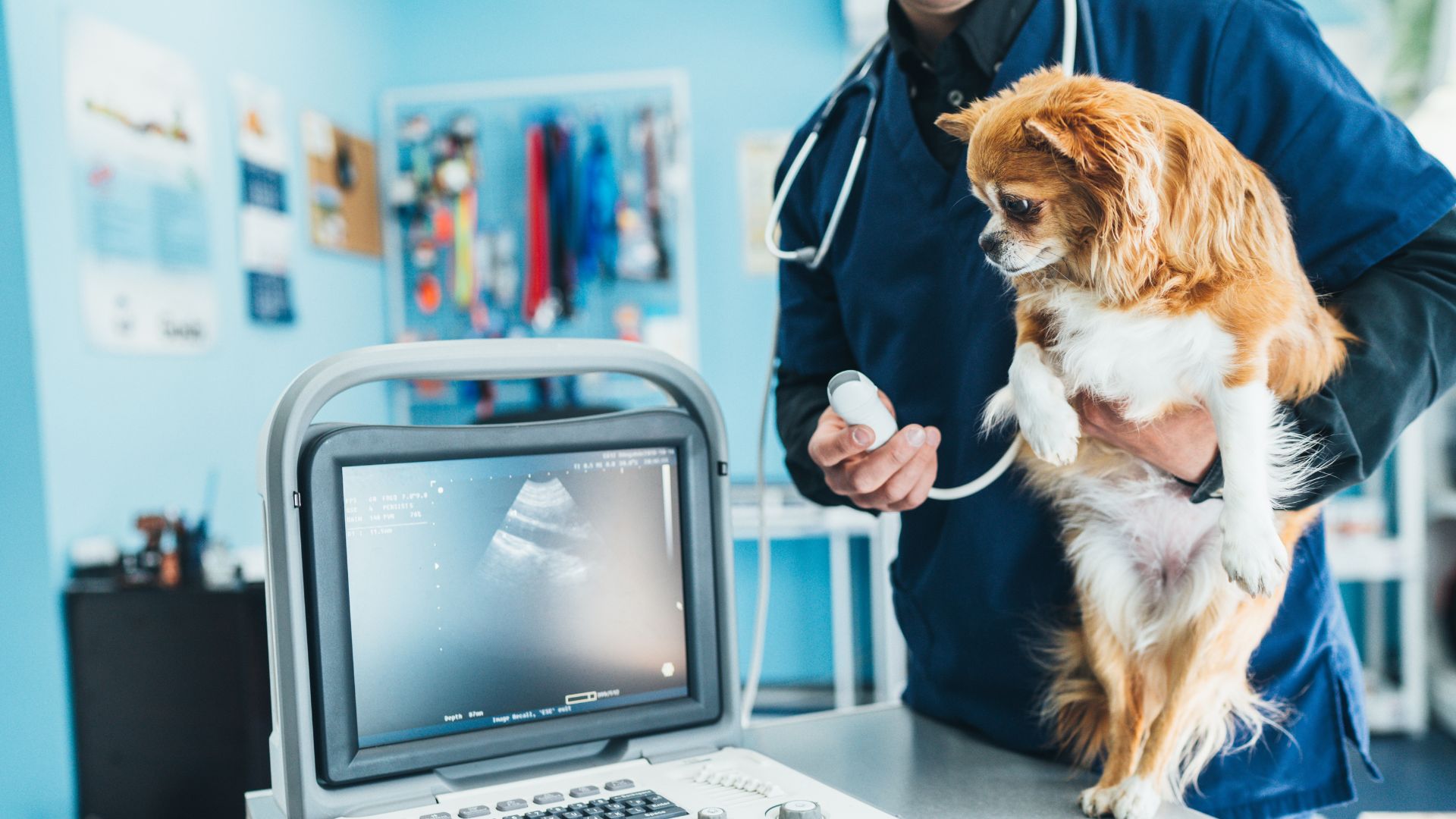 Pet Diagnostic Imaging In Plainville, MA 02762 | WAGS Animal Hospital