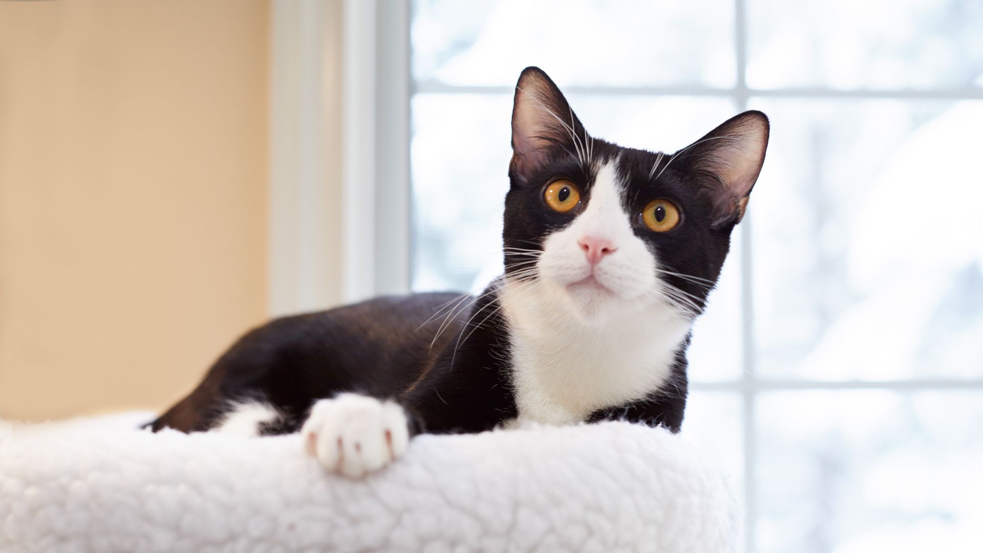 Pet In-House Lab Services In Plainville, MA 02762 | WAGS Animal Hospital