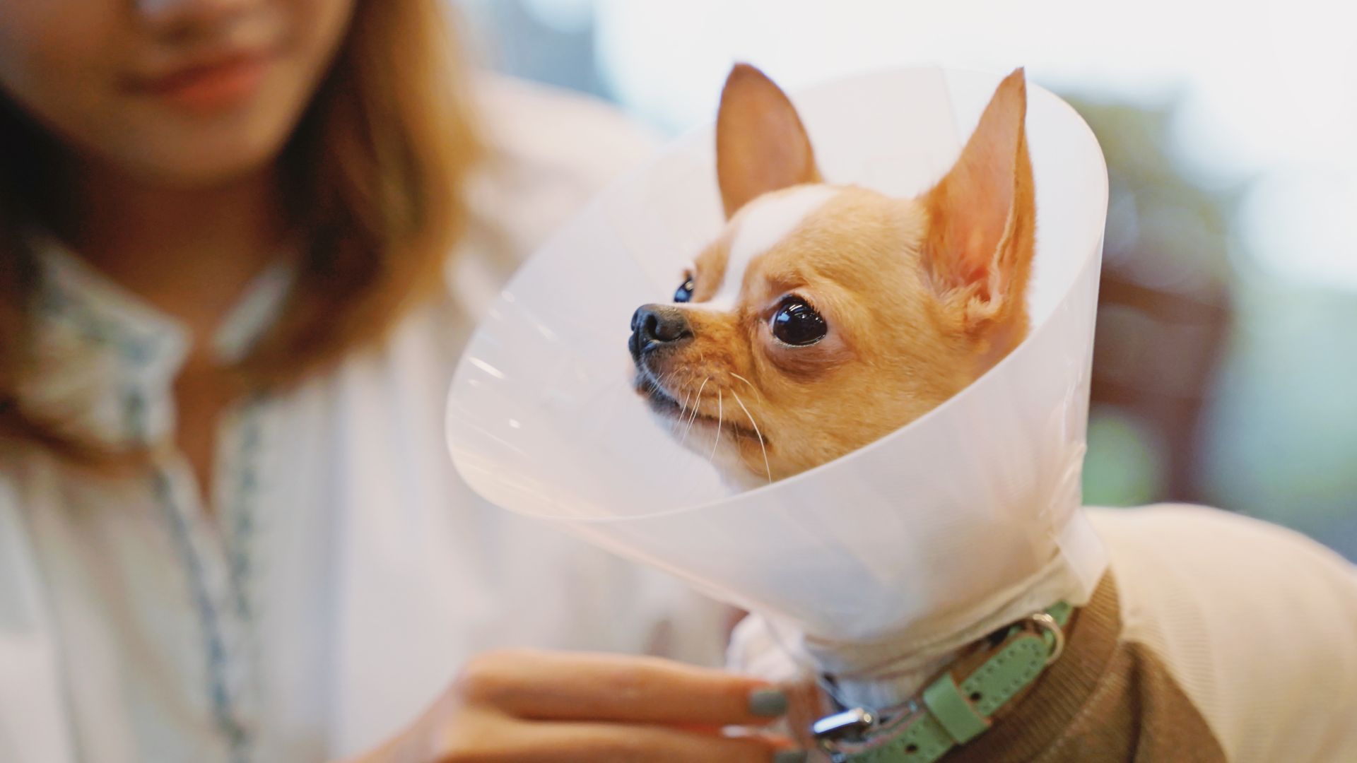 Pet Surgery In Plainville, MA 02762 | WAGS Animal Hospital