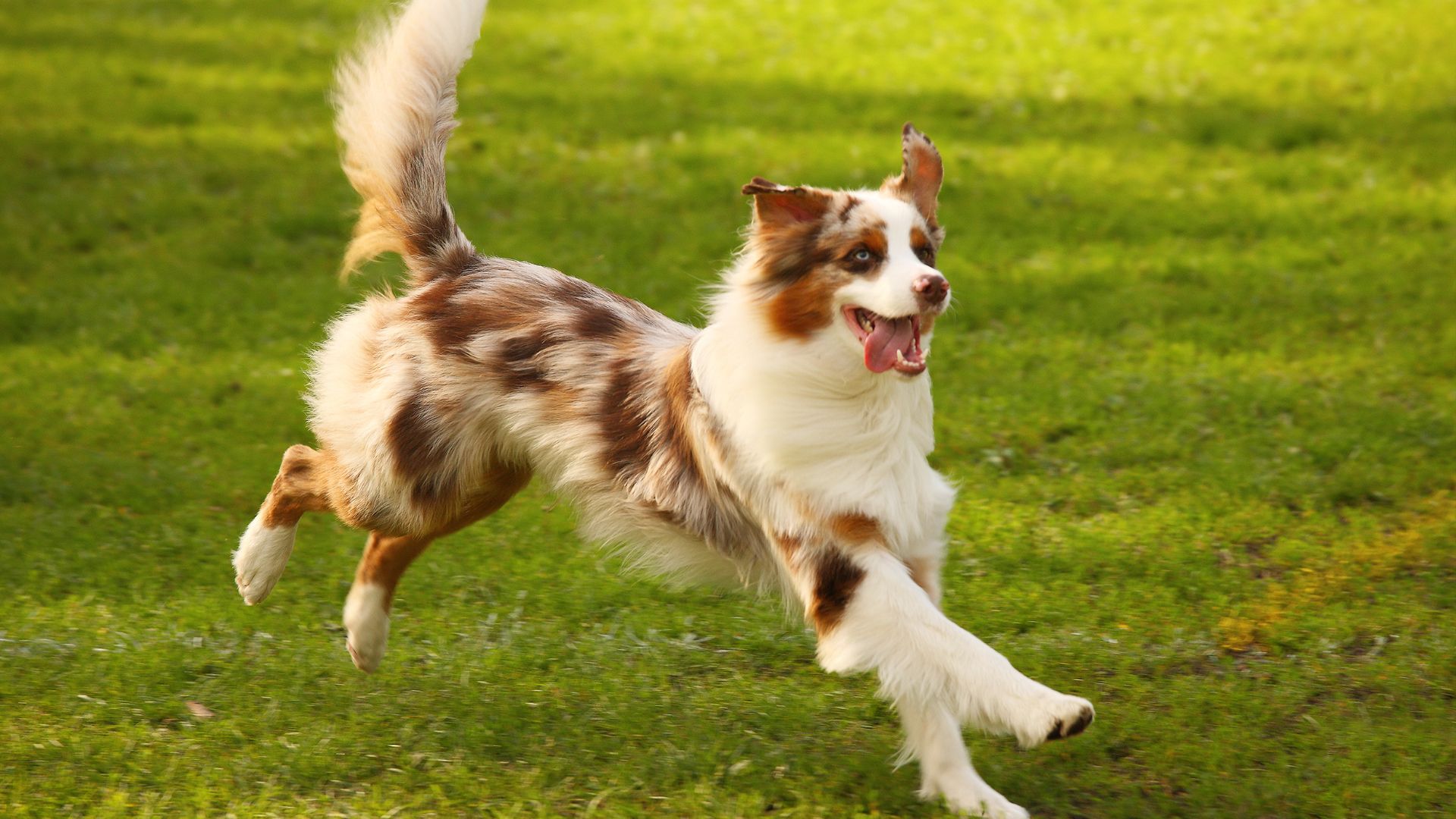 About WAGS Animal Hospital | Vet In Plainville, MA 02762