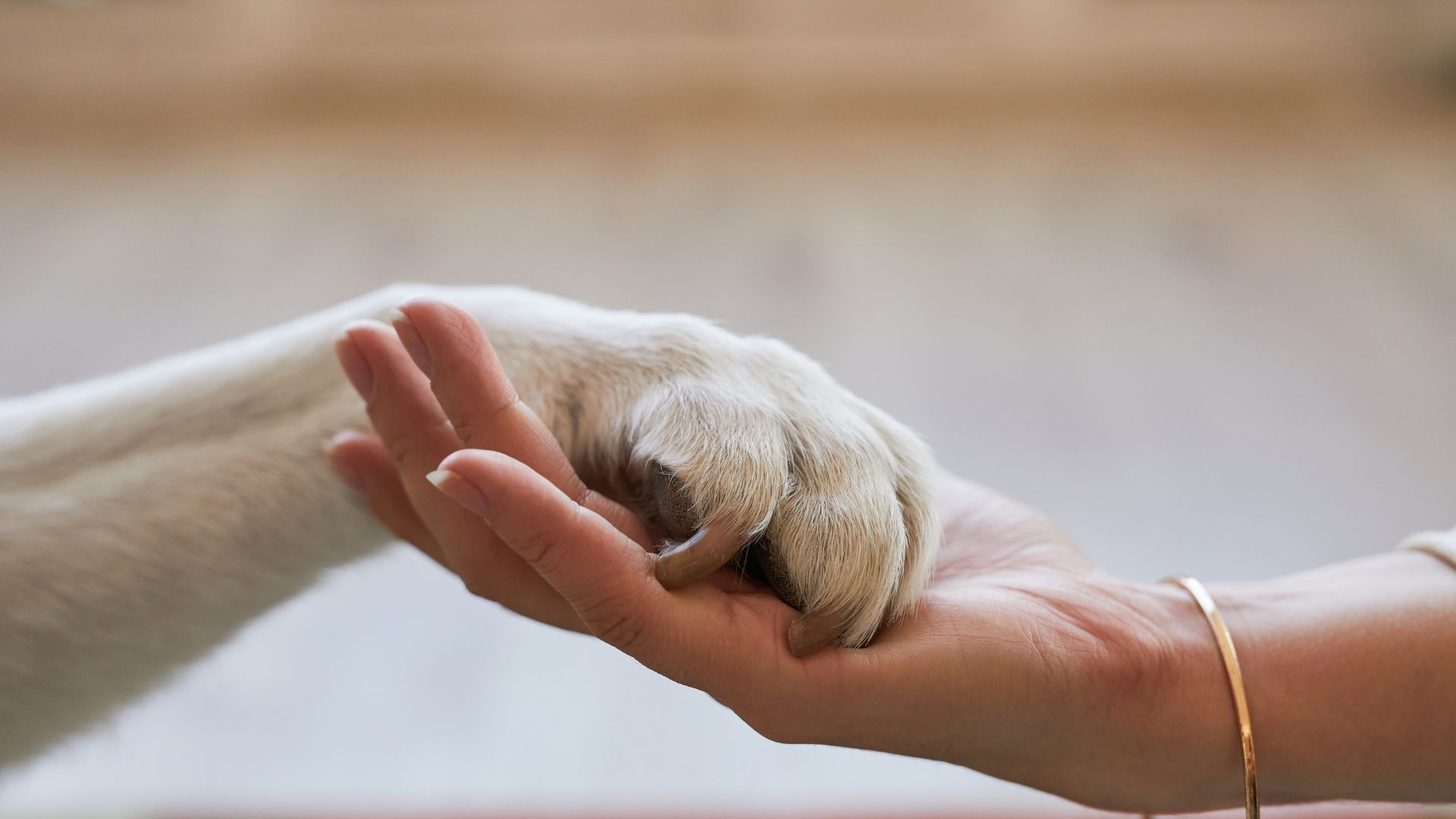 Emergency | WAGS Animal Hospital