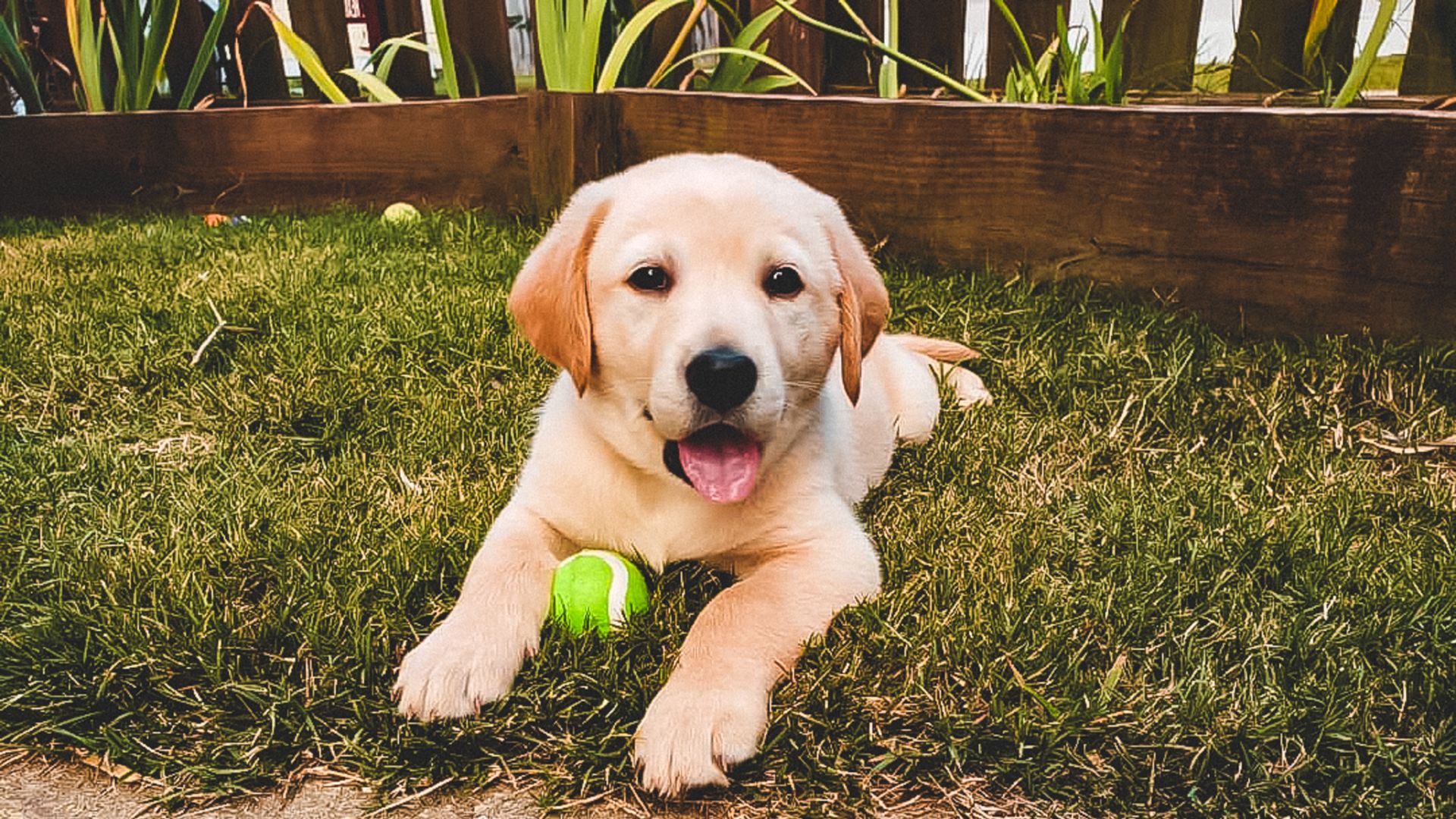 Veterinarian Reviews In Plainville, MA| WAGS Animal Hospital