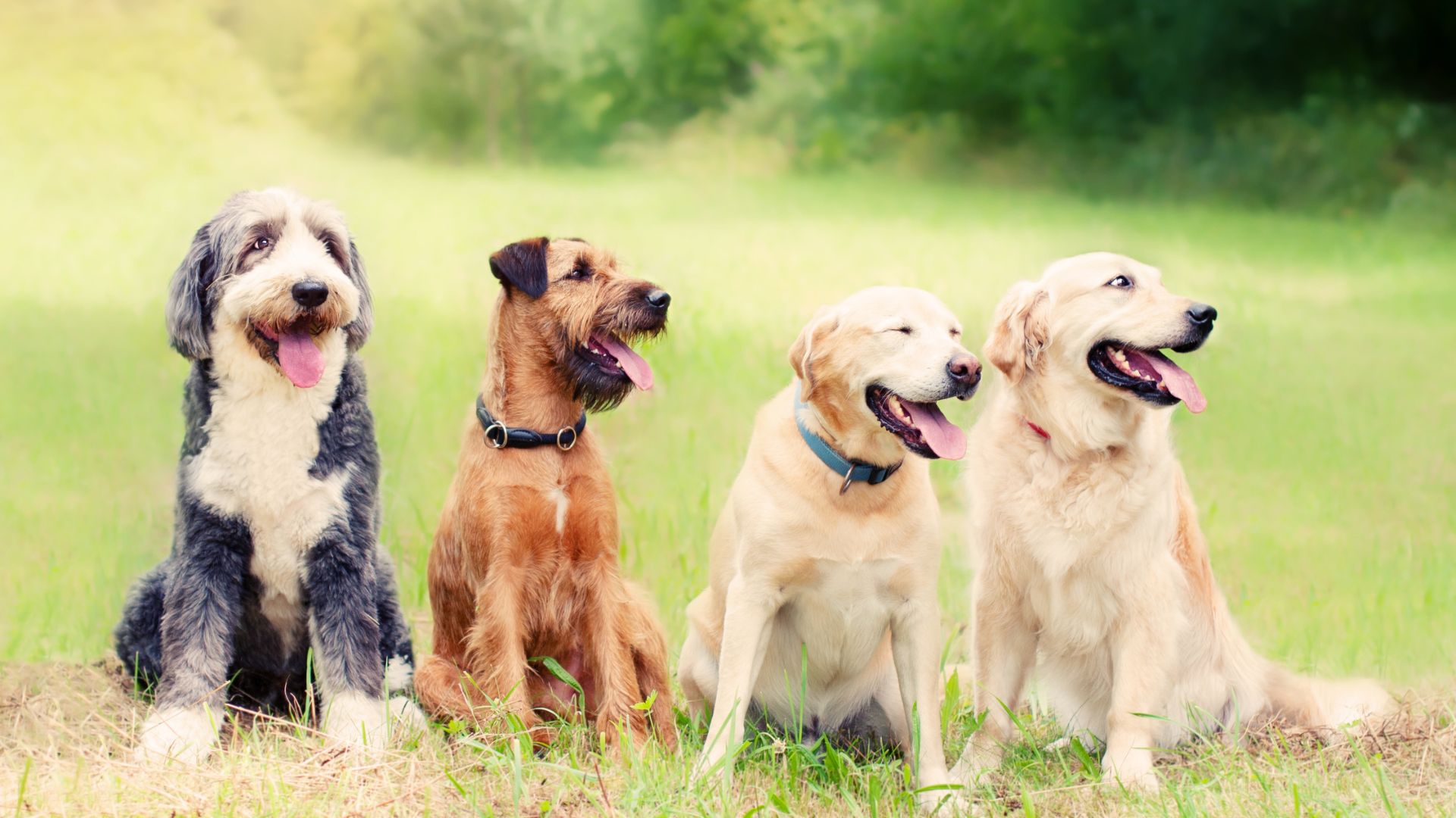 Veterinarian In Plainville, MA 02762 | WAGS Animal Hospital