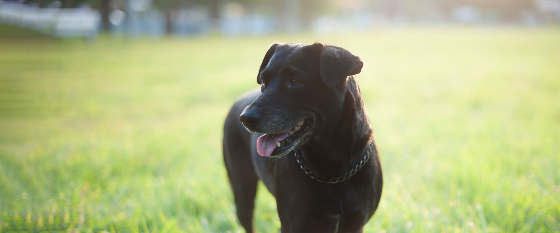 Meet Our Mascot | WAGS Animal Hospital